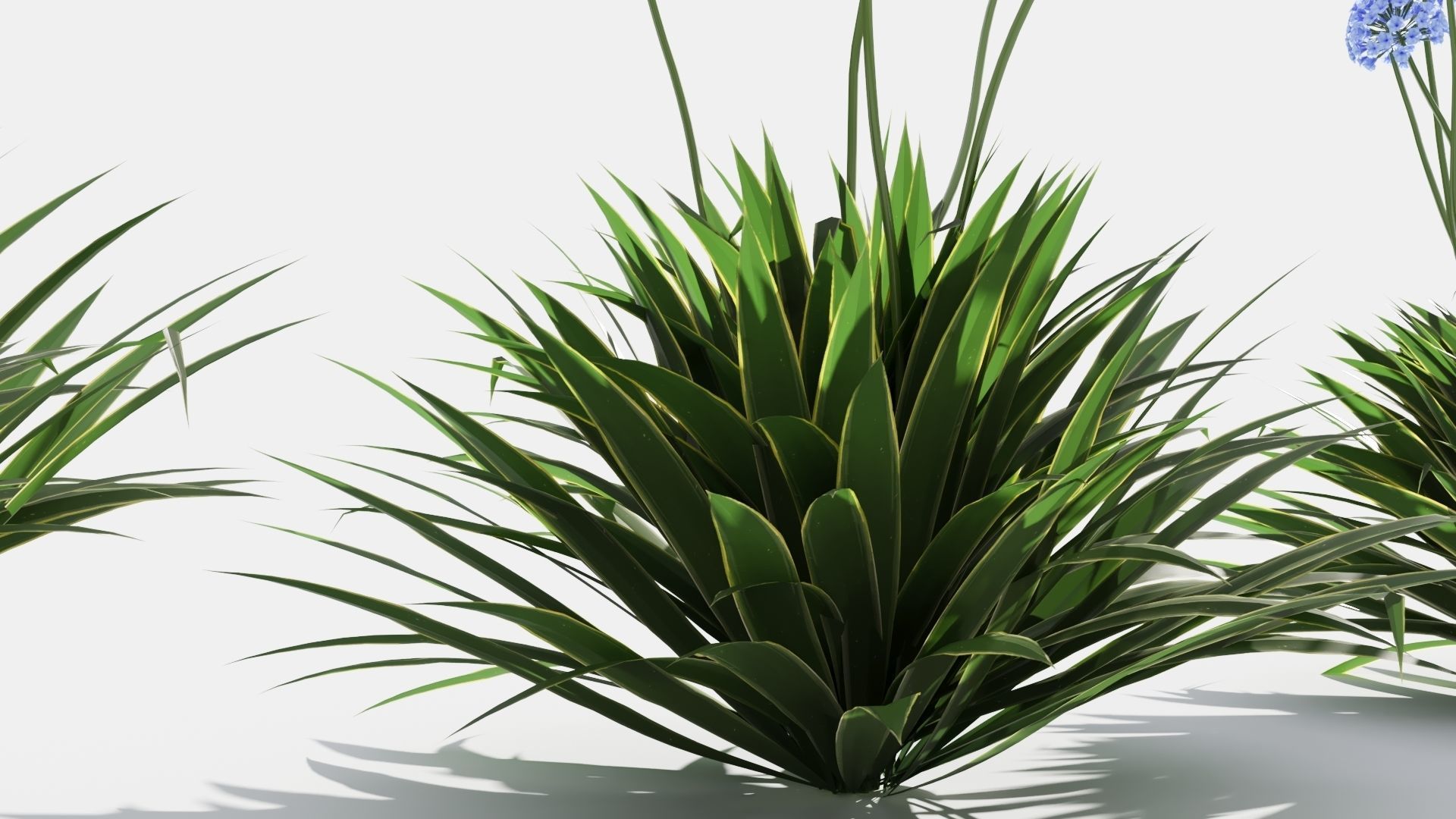Agapanthus hyacinths in row 3D model | CGTrader