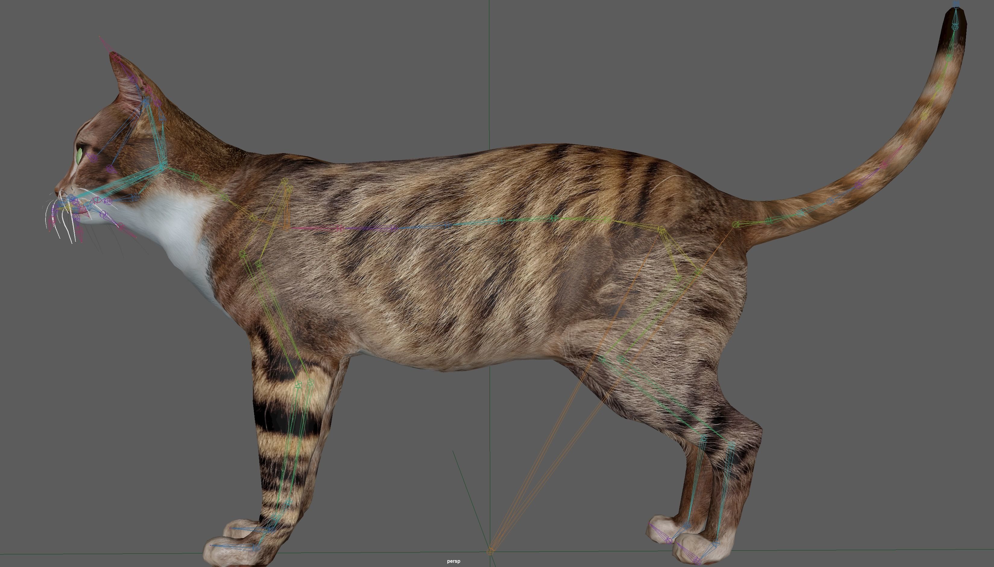 3D model Cat Rig VR / AR / low-poly | CGTrader