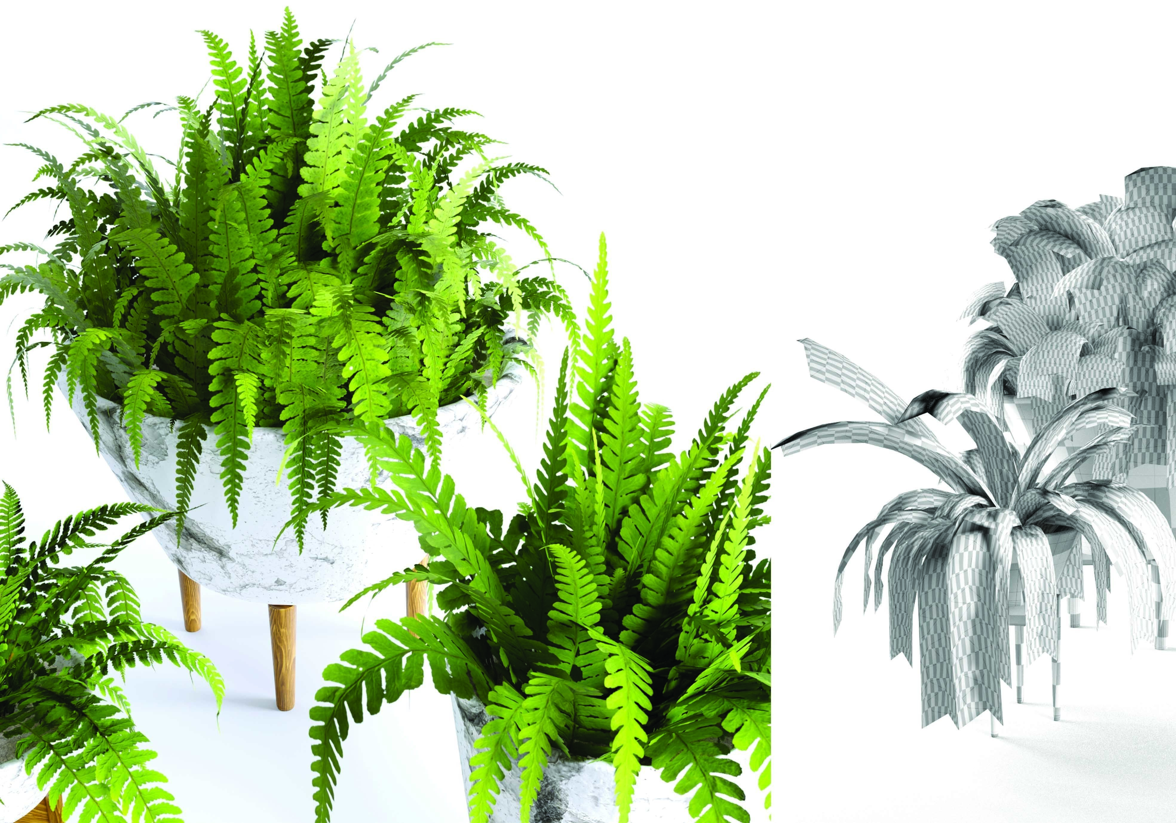 fern plan 3D model | CGTrader