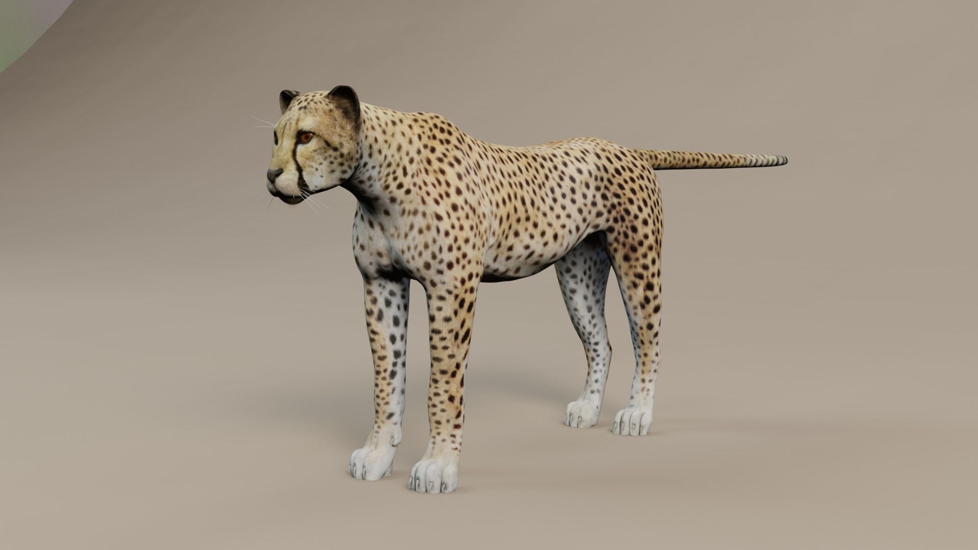 3D model Cheetah VR / AR / low-poly | CGTrader