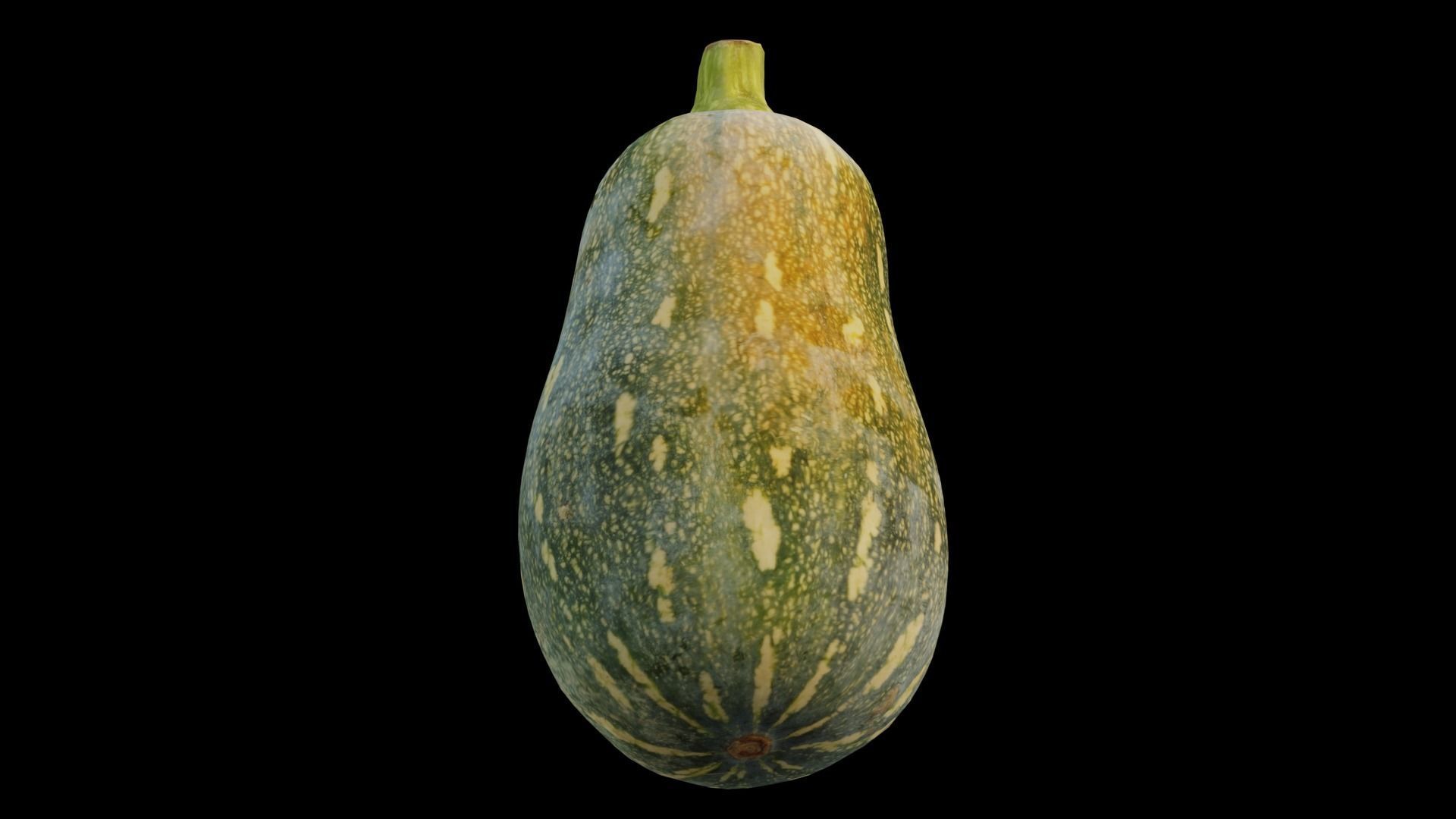 Squash Barbara Butternut 3D model | CGTrader