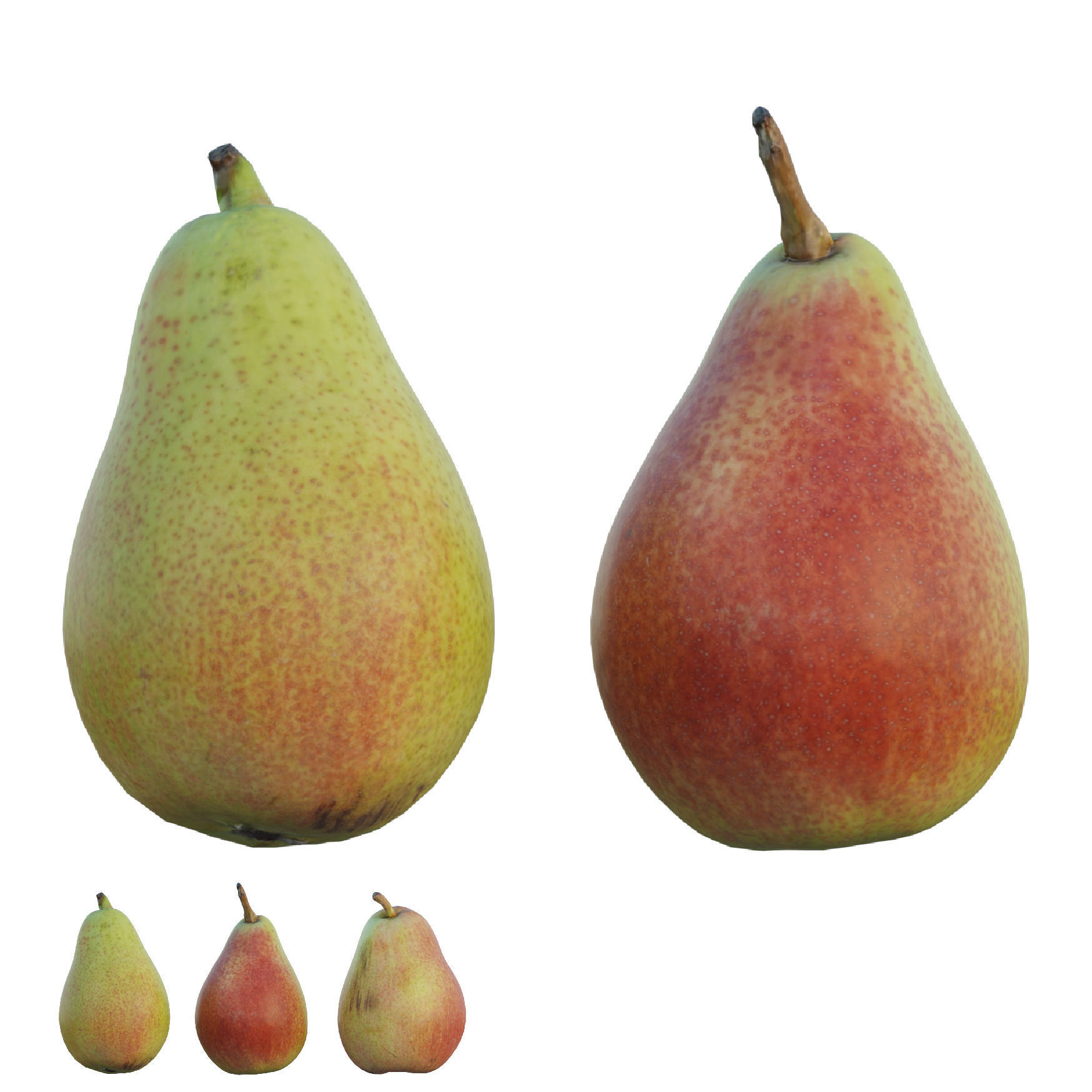 Cheeky pear 3D model | CGTrader