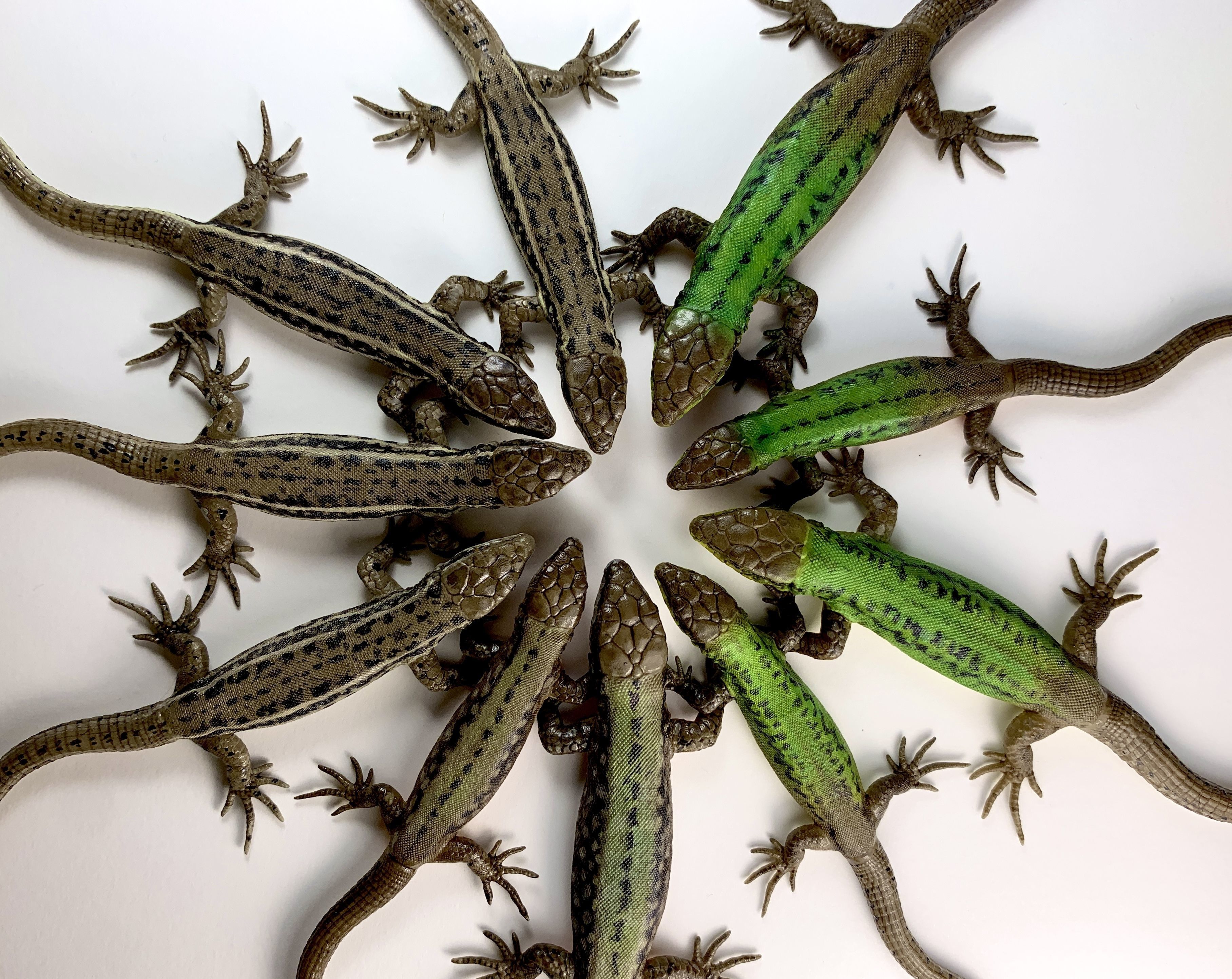 Wall lizard realistic model 3D model 3D printable | CGTrader