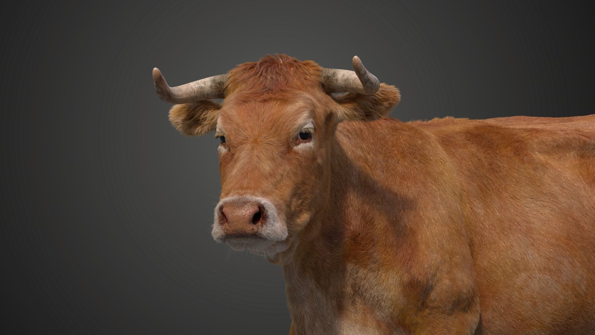 Cattle Cow Animated VFX Grace 3D model animated rigged | CGTrader
