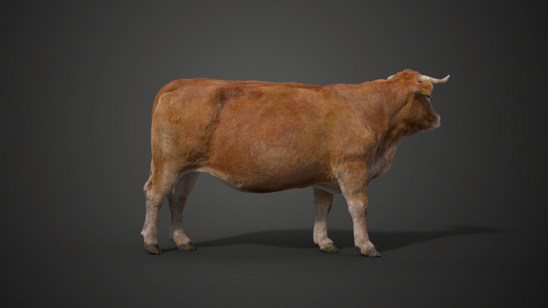 Cattle Cow Animated VFX Grace 3D model animated rigged | CGTrader