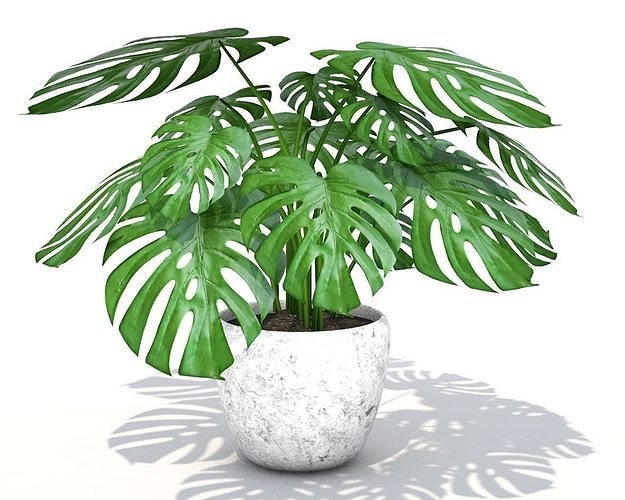 MONSTERA Plant free 3D model | CGTrader