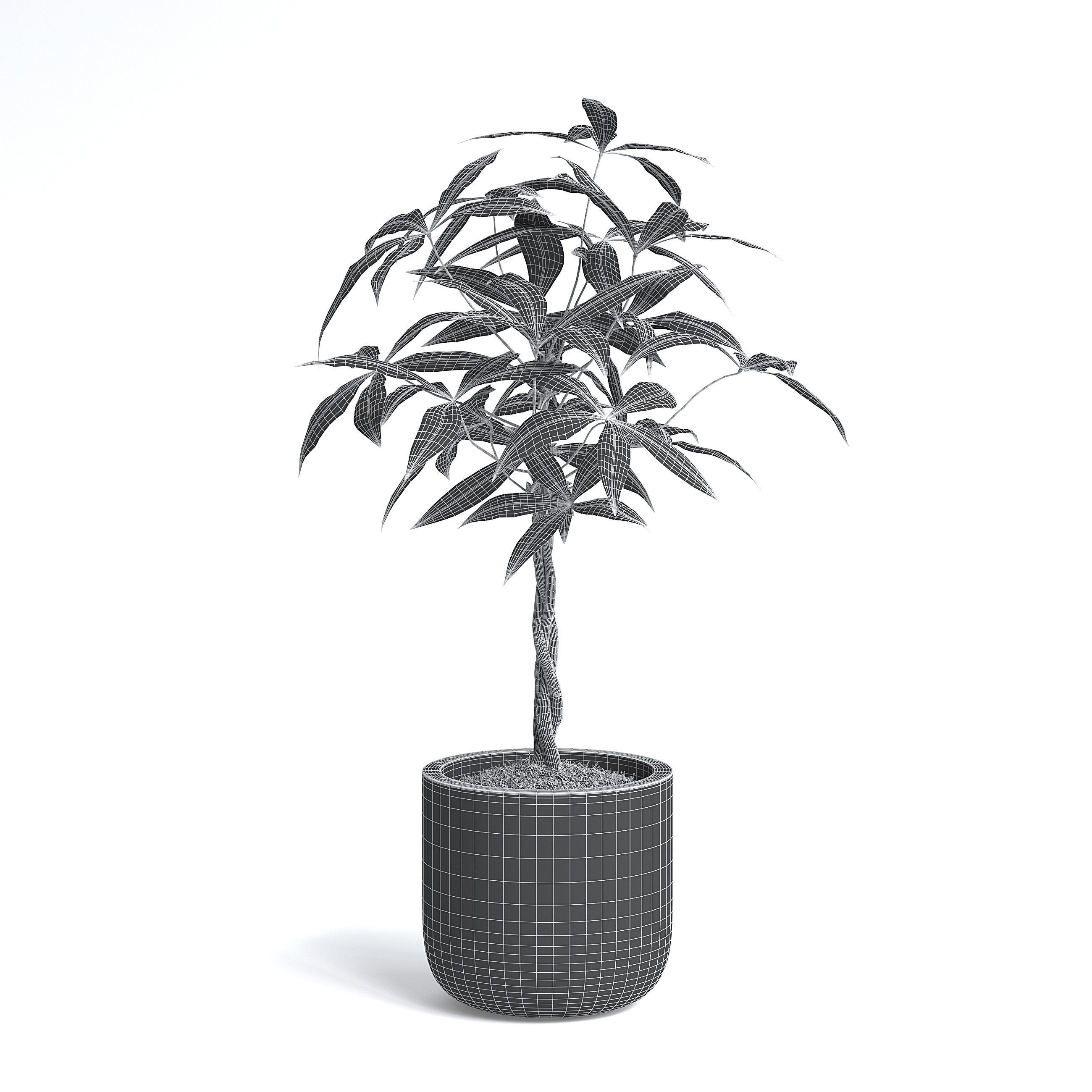 Money Tree Plant 3D model | CGTrader
