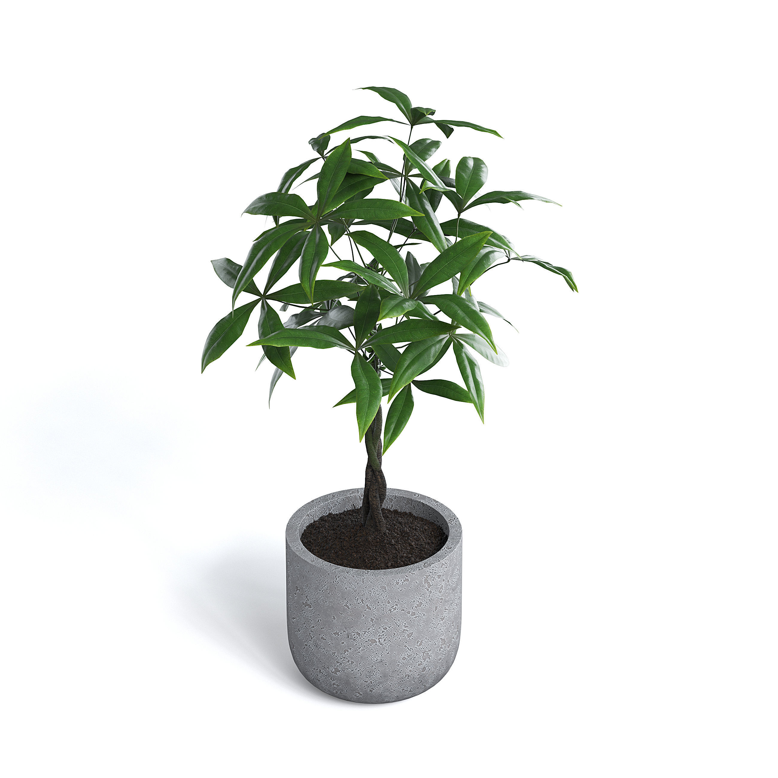Money Tree Plant 3D model | CGTrader