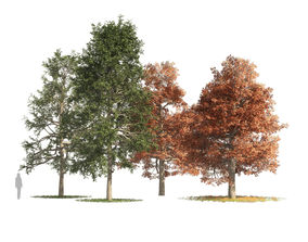 Free & Professional Tree 3D Models | CGTrader