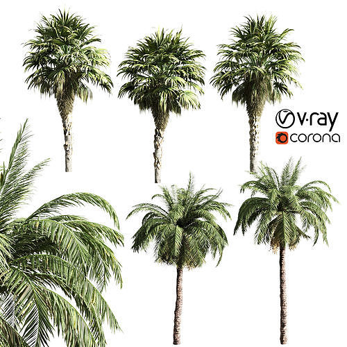 5 palms 3D model | CGTrader