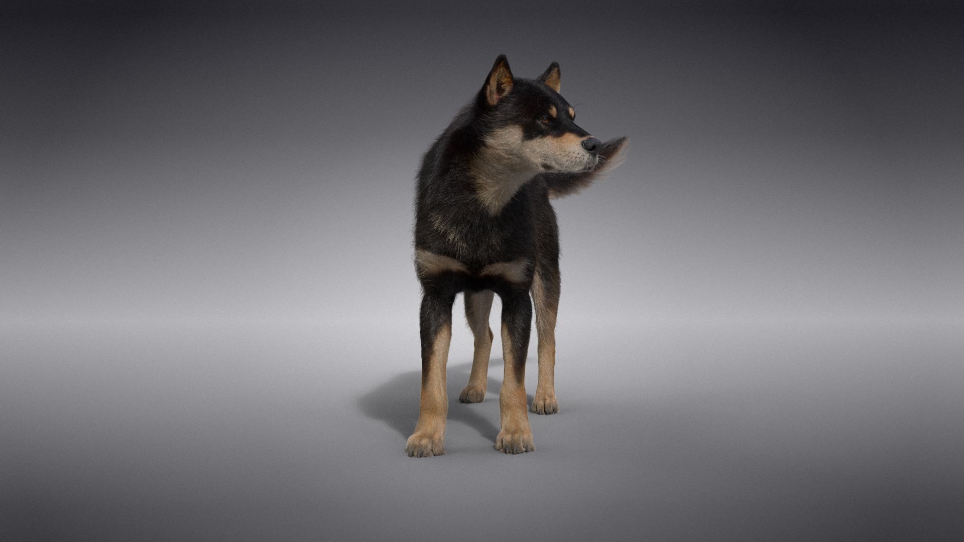 Four-Eyed Dog Animated VFX Grace 3D model animated rigged | CGTrader