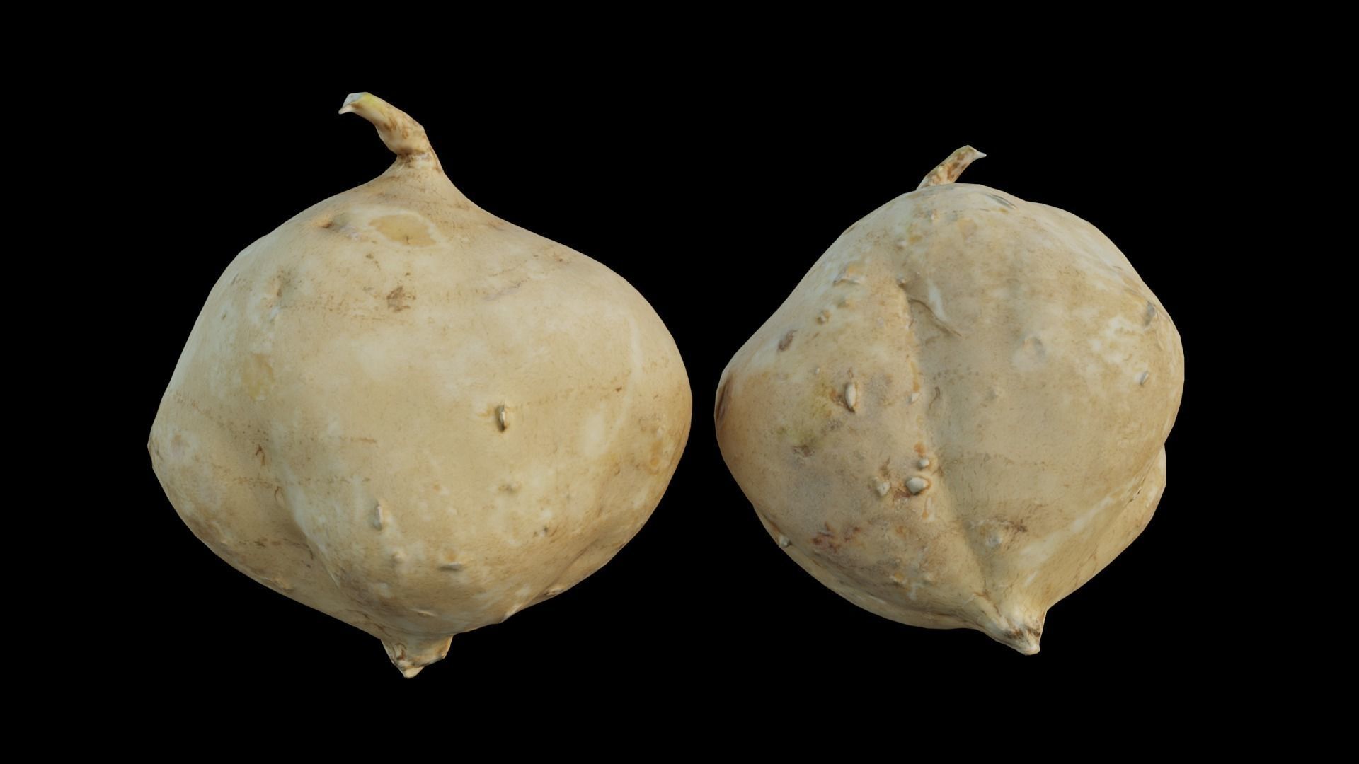 Pachyrhizus erosus 3D model | CGTrader