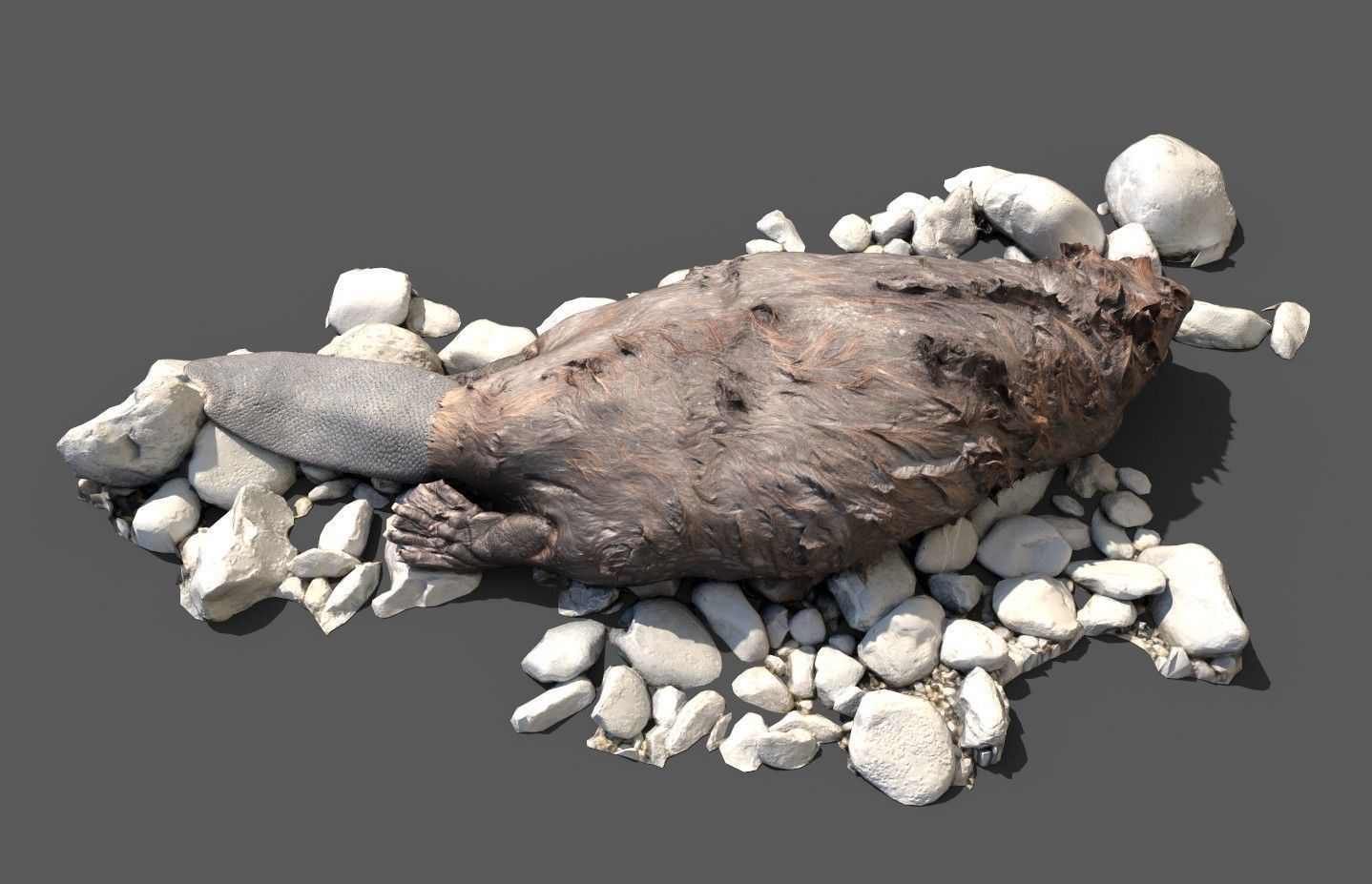 3D model Dead beaver on river bank VR / AR / low-poly | CGTrader