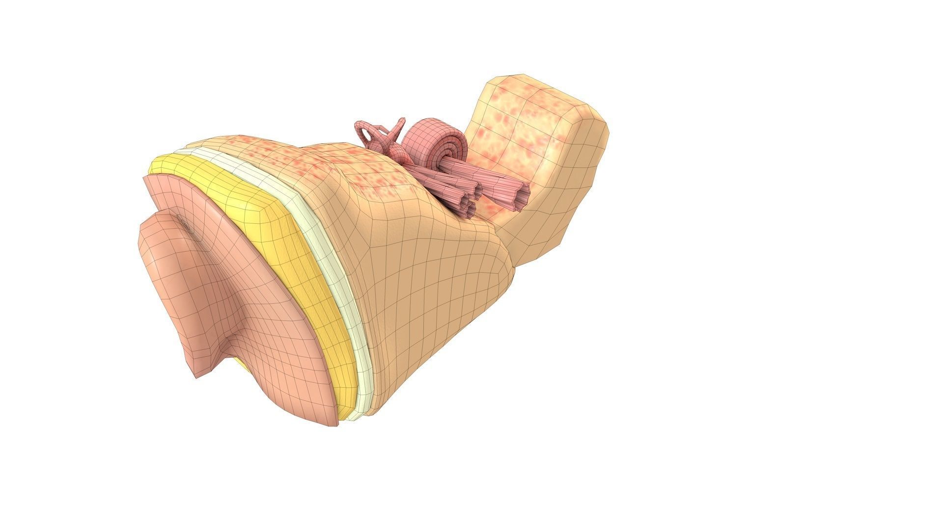 3D model Ear Anatomy Cross Section VR / AR / low-poly | CGTrader
