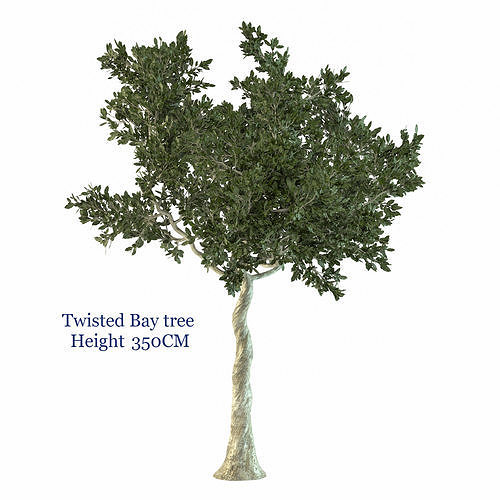 Twisted Bay tree free 3D model | CGTrader