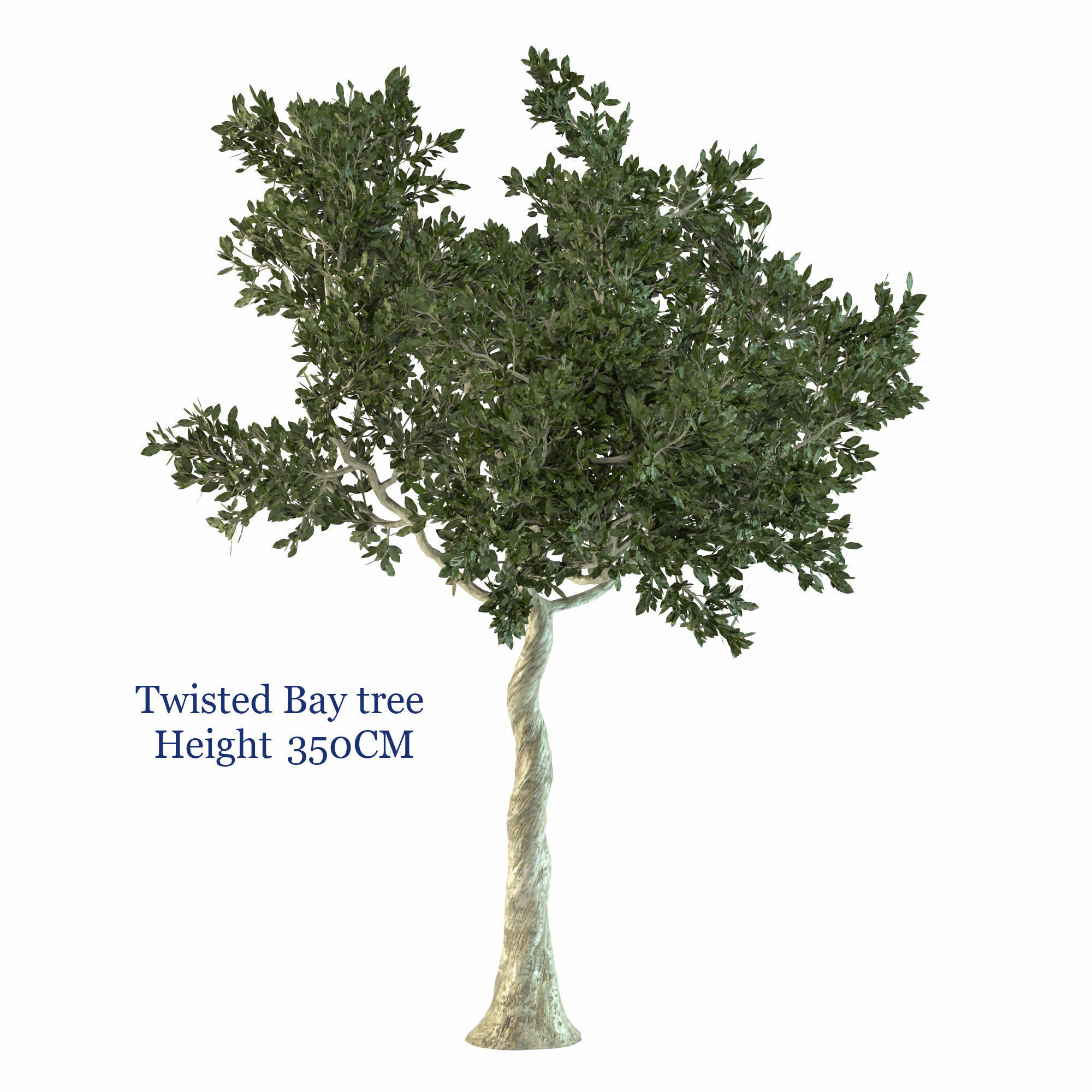 Twisted Bay tree free 3D model | CGTrader
