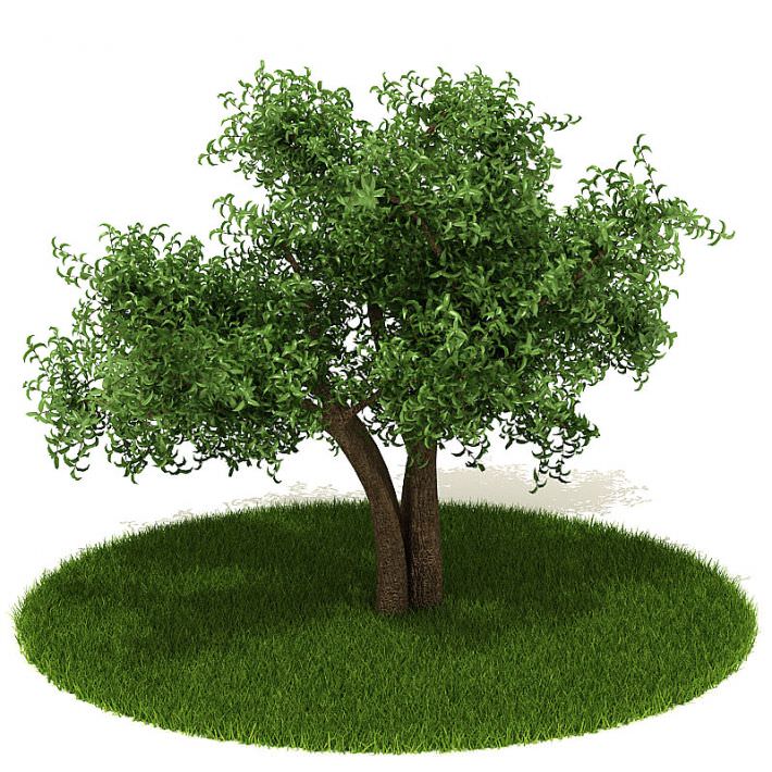 Green Healthy Tree 3D model | CGTrader