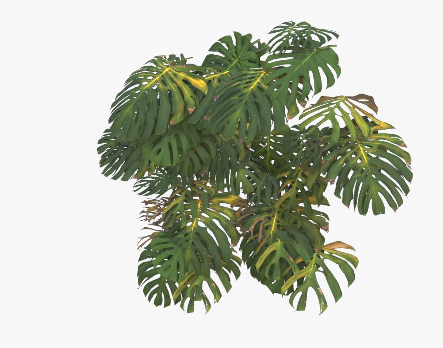 3D model Monstera Plant Set VR / AR / low-poly animated | CGTrader