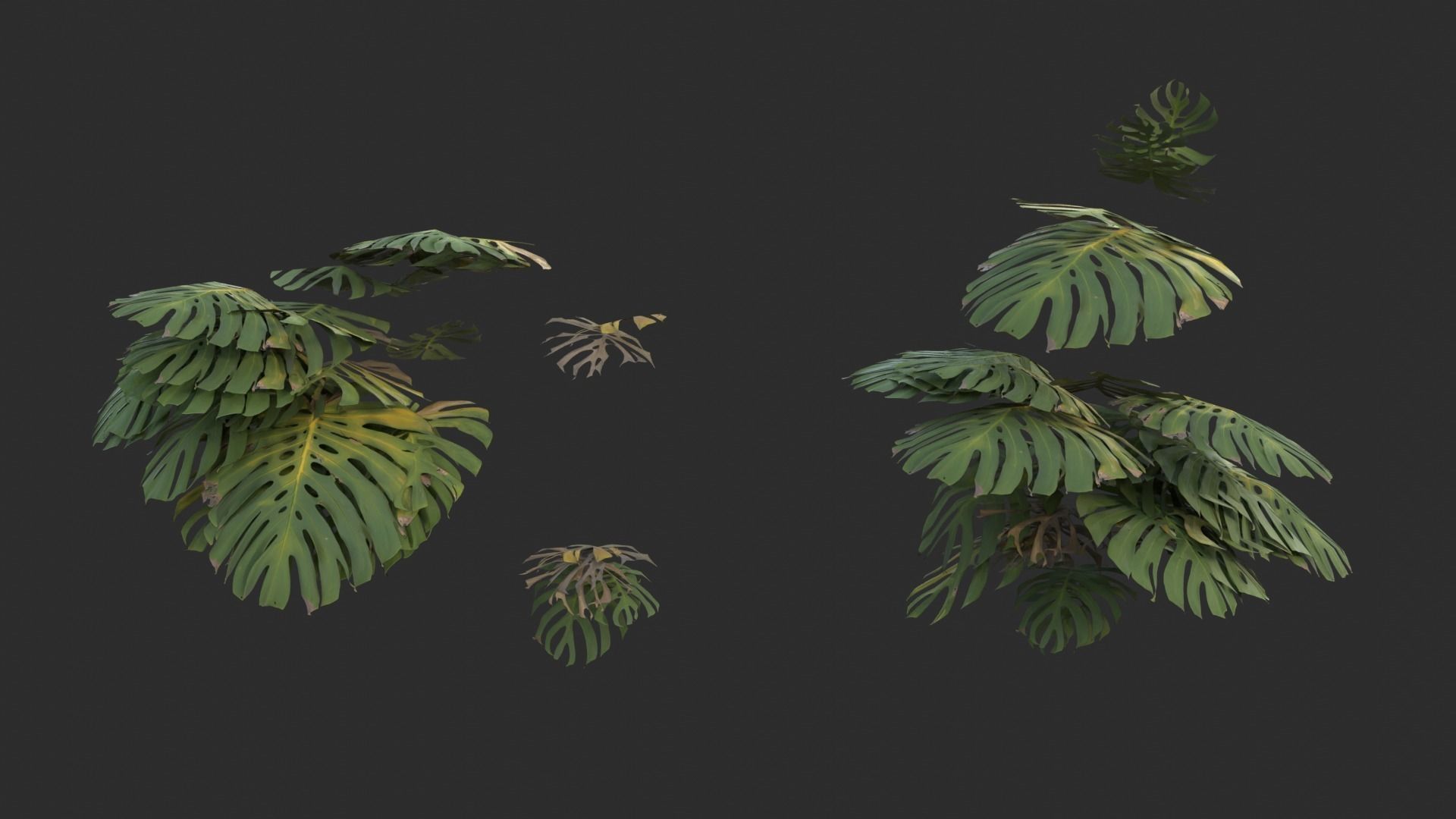 3D model Monstera Plant Set VR / AR / low-poly animated | CGTrader