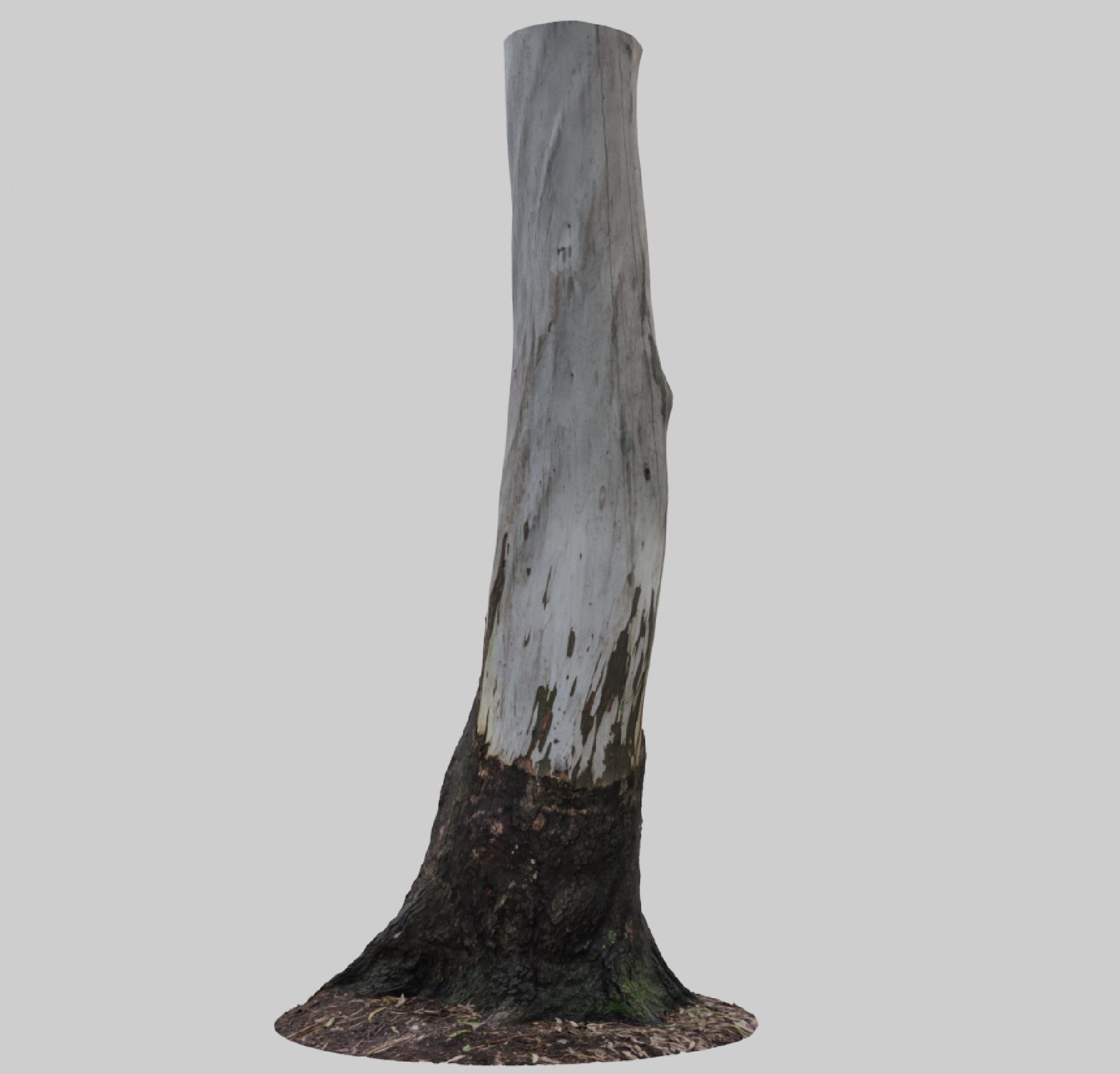 3D model Gum tree trunk photogrammetry low and high VR / AR / low-poly ...