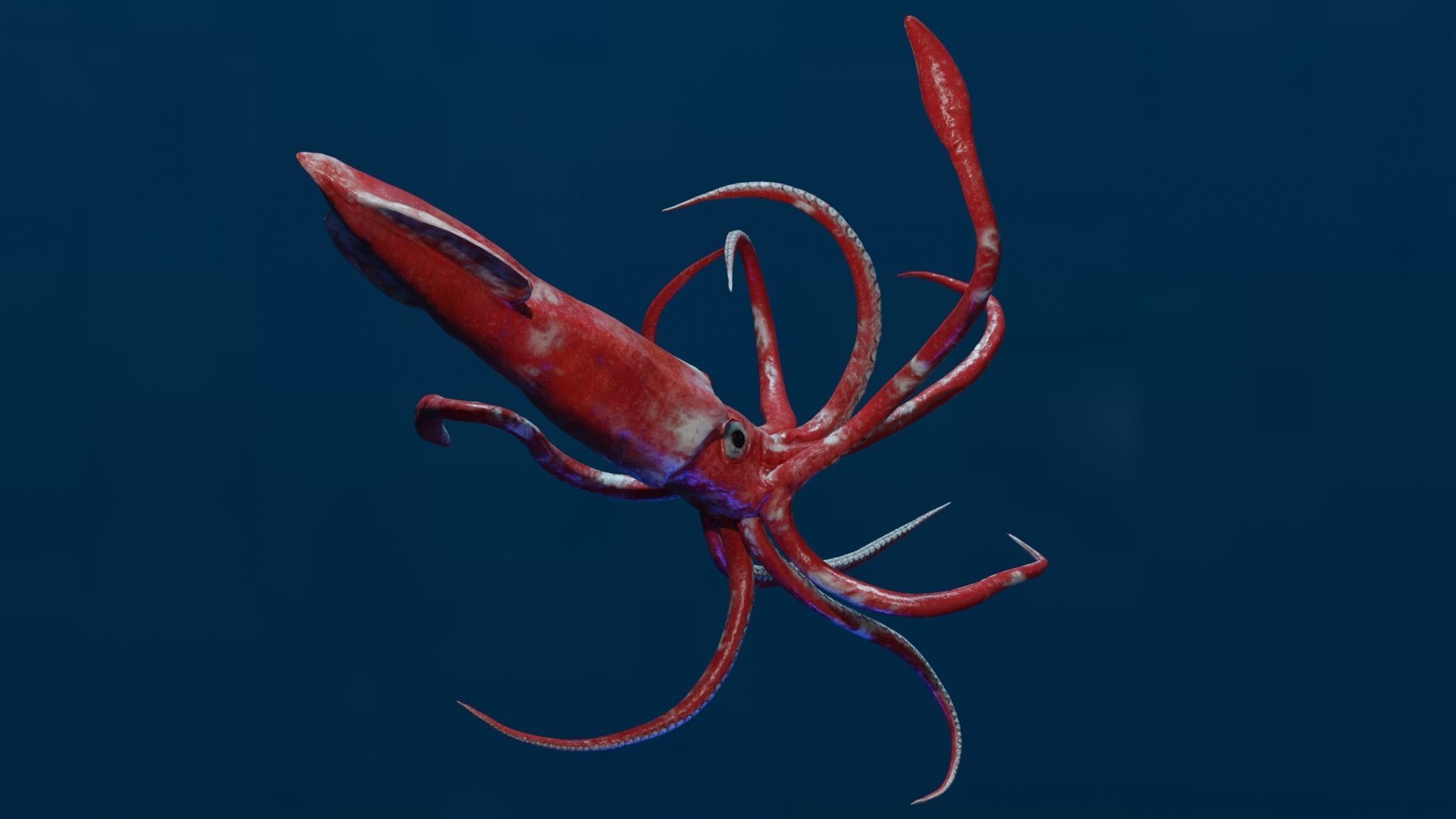 3D model Giant Squid VR / AR / low-poly rigged | CGTrader