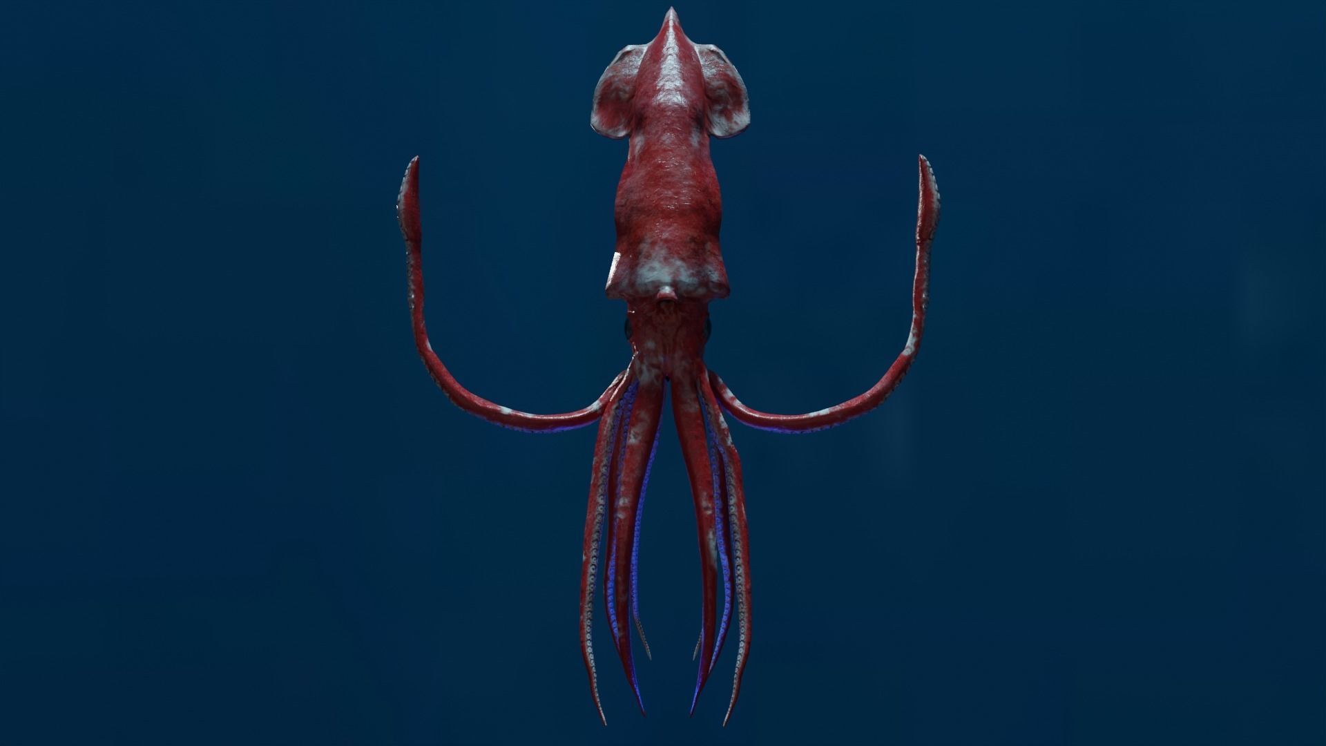 3D model Giant Squid VR / AR / low-poly | CGTrader