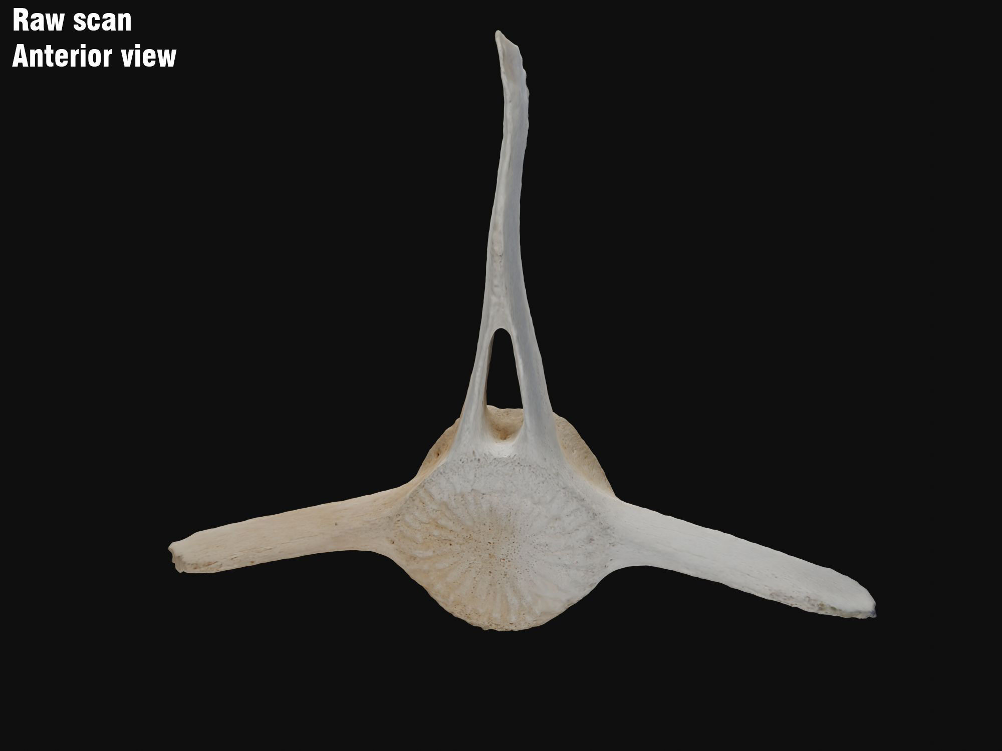 3D model Dolphin vertebra Low-poly 3D model VR / AR / low-poly | CGTrader