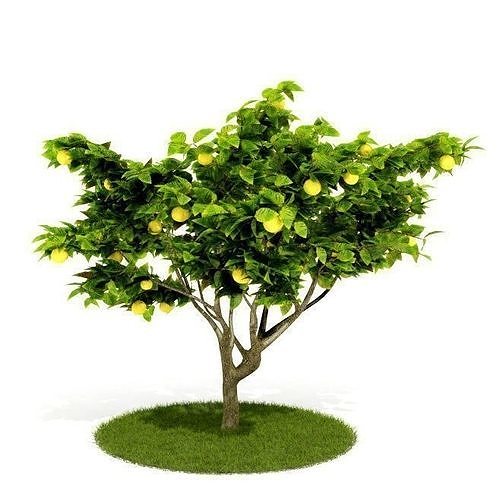 Green Lemon Tree 3D model | CGTrader