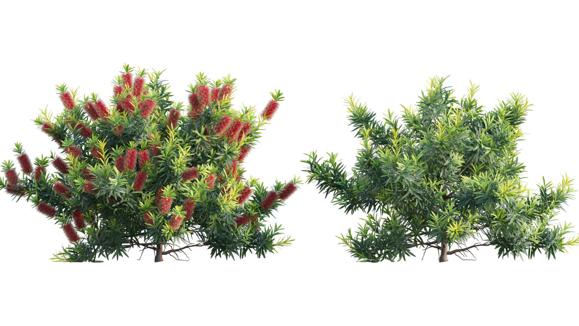 Callistemon Citrinus Little John - Dwarf Red Bottlebrush 3D model ...
