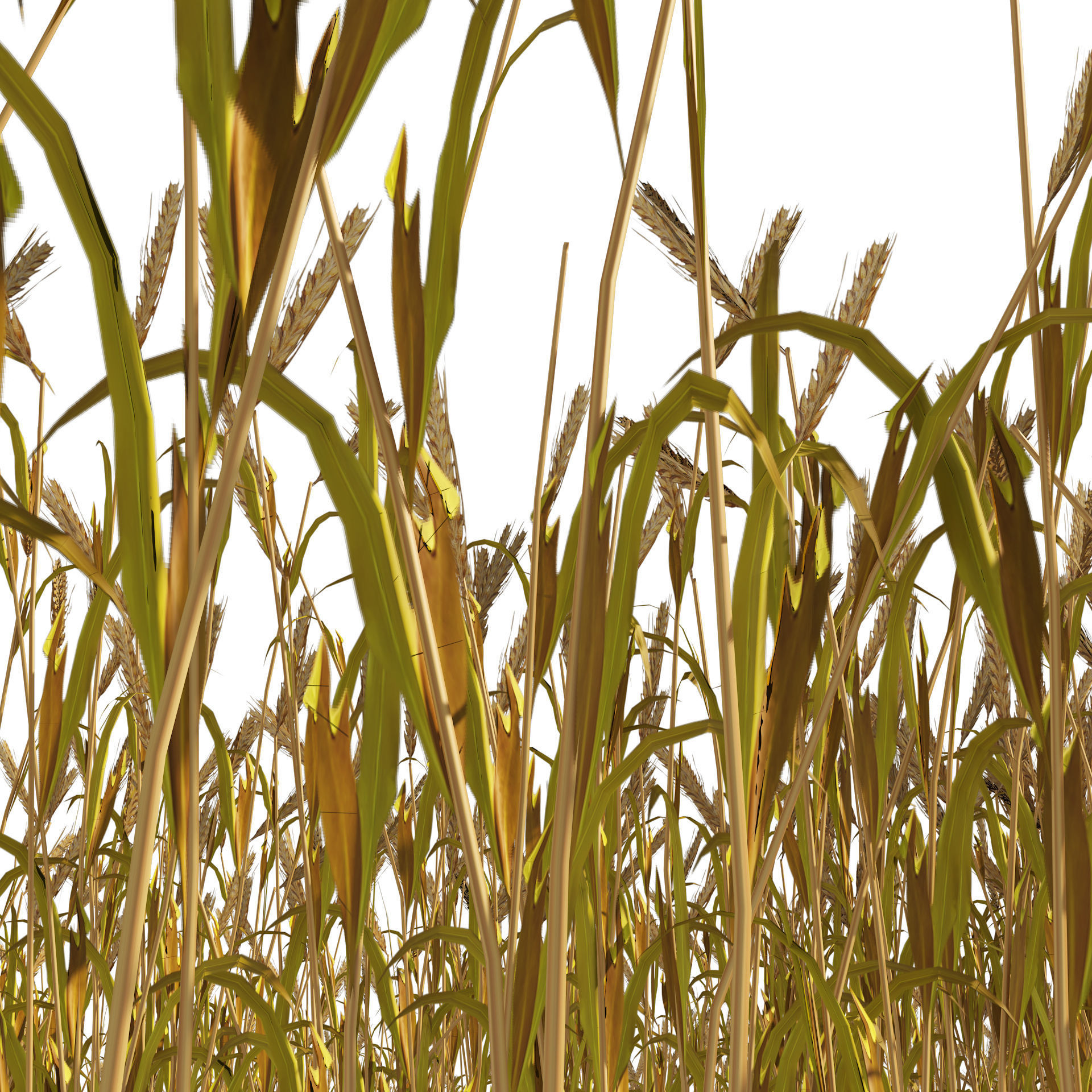 3D model Golden wheat field VR / AR / low-poly | CGTrader