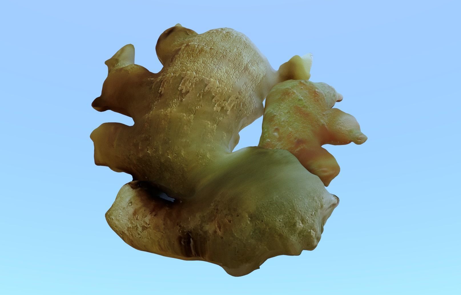Ginger CG model download Ginger game assets 3D model | CGTrader