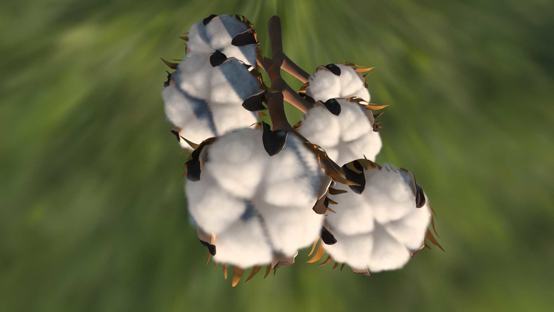 3D model dry cotton branch dry cotton branch cotton tree cotton ball VR ...