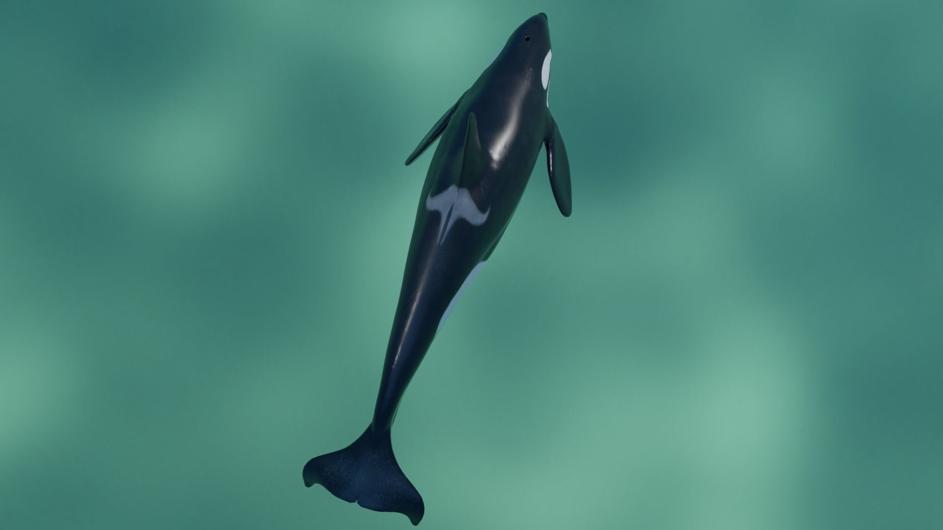 3D model Killer Whale Orca Animated VR / AR / low-poly | CGTrader