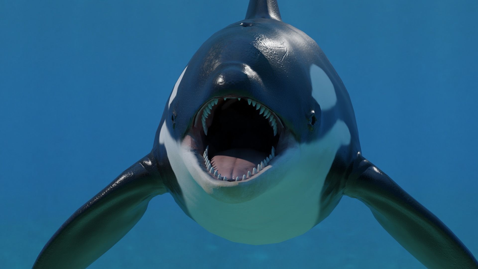 3D model Killer Whale Orca Animated VR / AR / low-poly rigged animated ...