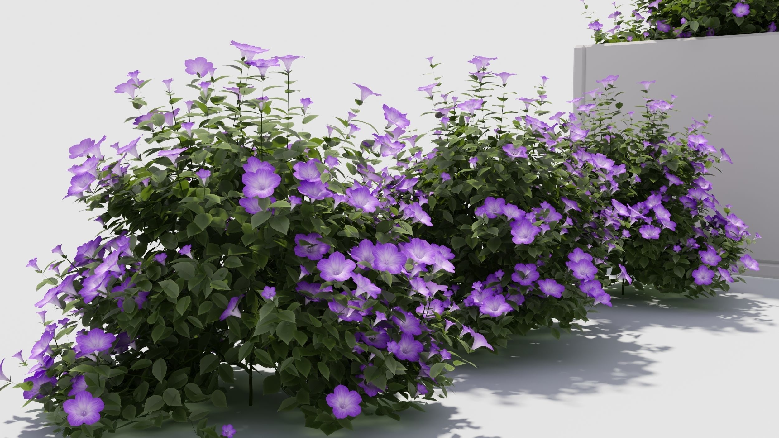 petunia flower 3D model | CGTrader