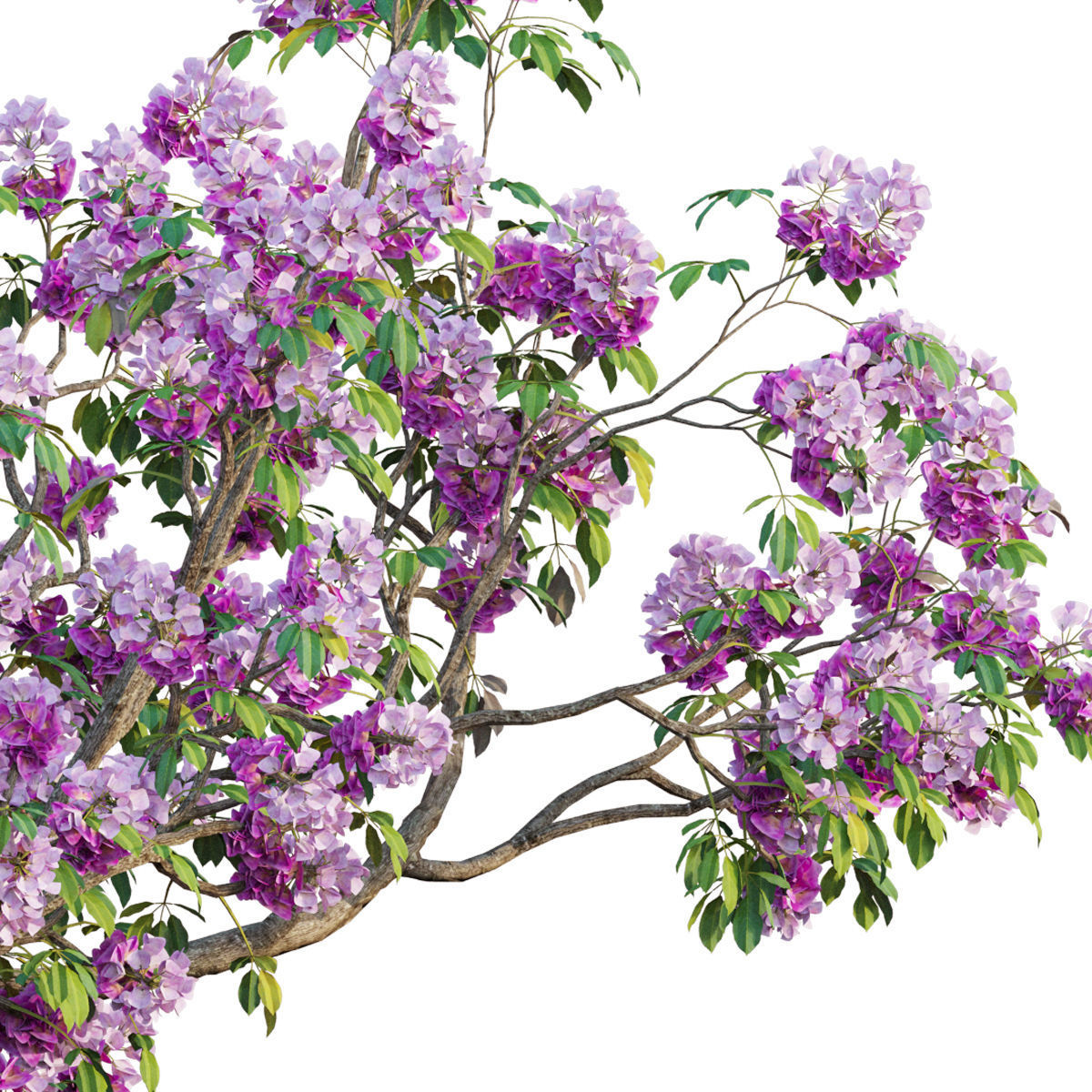 Tabebuia rosea 3D model | CGTrader