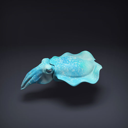 Cuttlefish for 3D Printing 3D model 3D printable | CGTrader