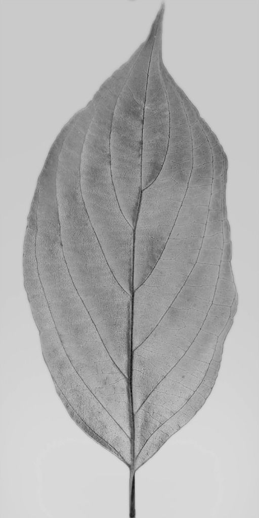 Night Jungle Scene 3D model | CGTrader