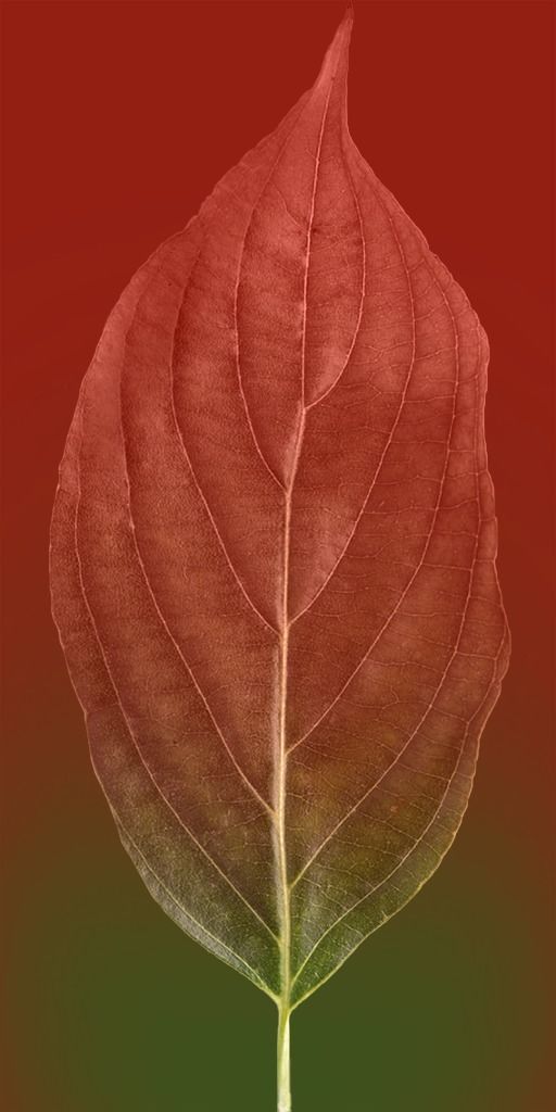 Night Jungle Scene 3D model | CGTrader