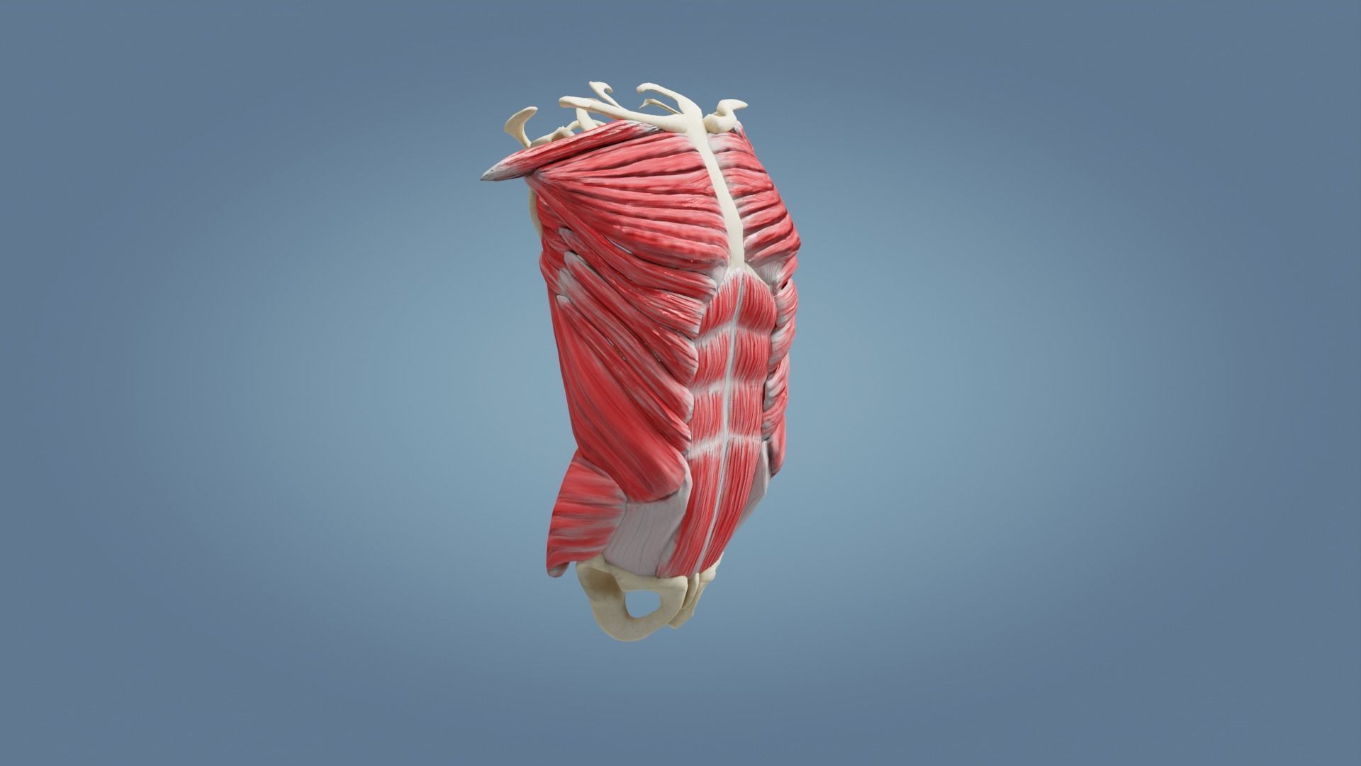 3D model Human Upper Body Muscles VR / AR / low-poly | CGTrader