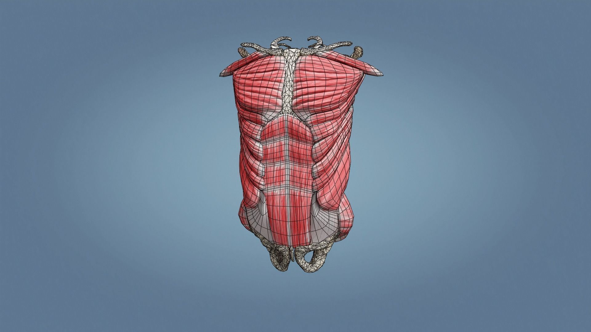 3D model Human Upper Body Muscles VR / AR / low-poly | CGTrader