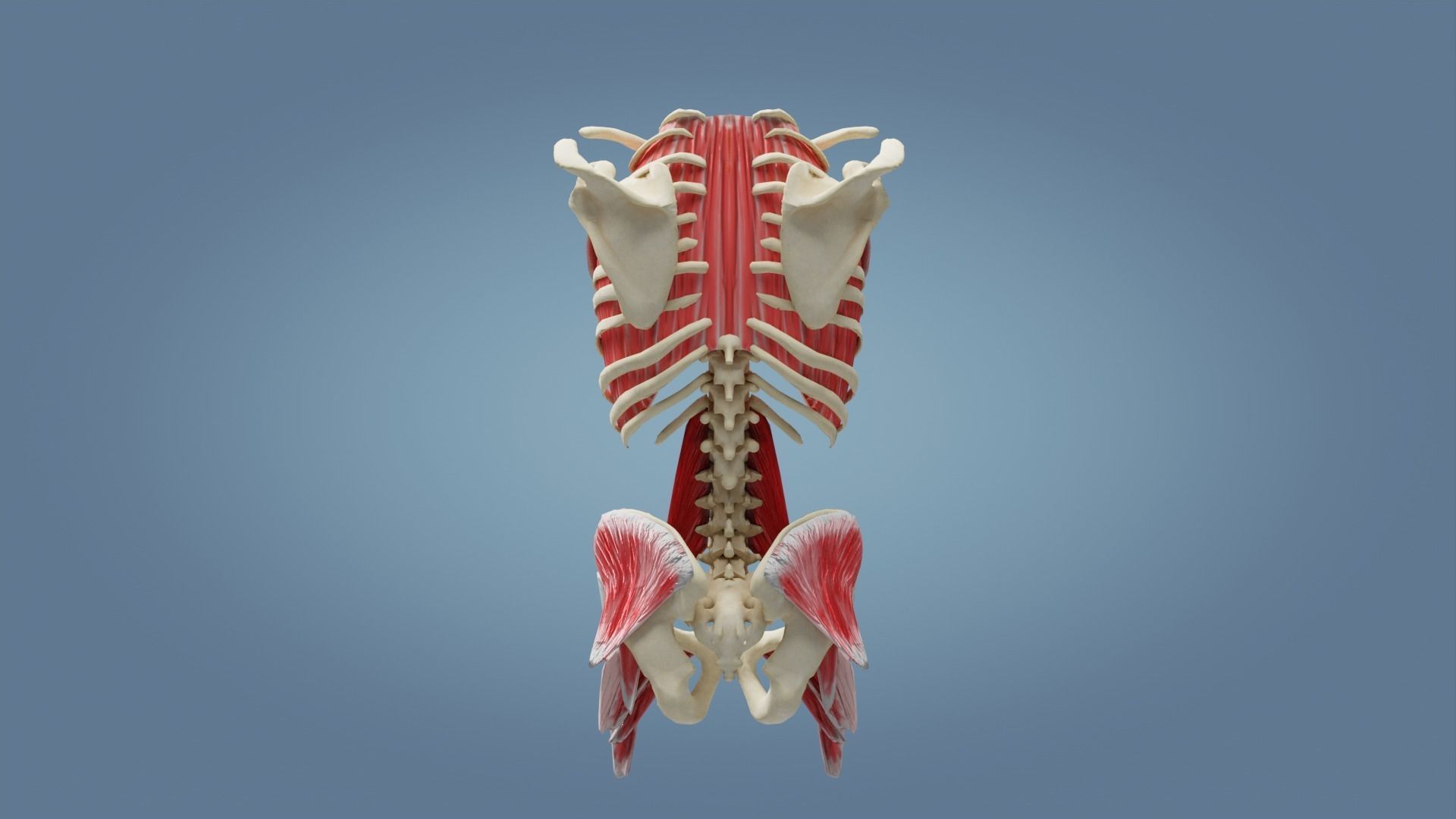 3D model Human Upper Body Muscles VR / AR / low-poly | CGTrader