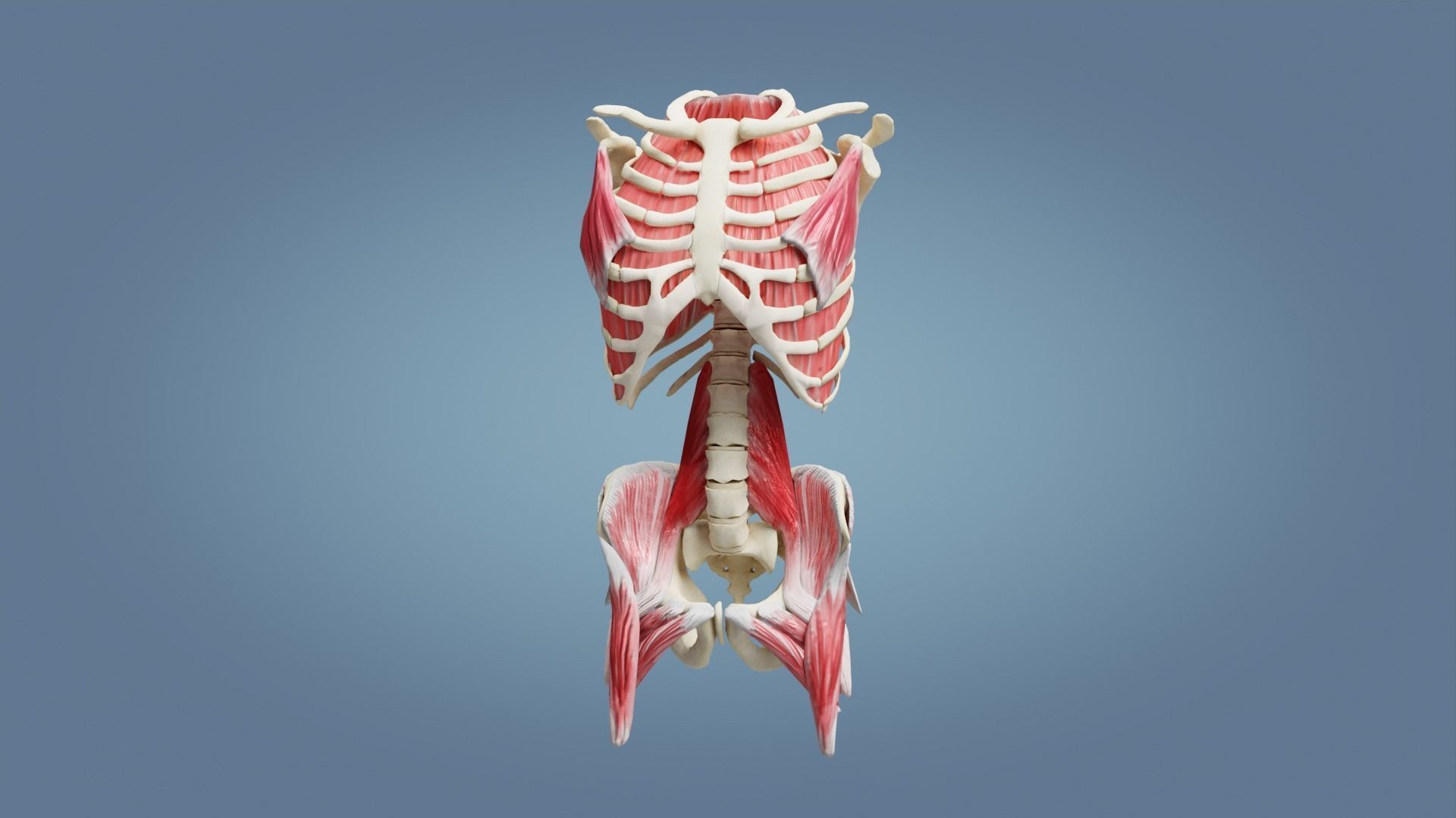3D model Human Upper Body Muscles VR / AR / low-poly | CGTrader