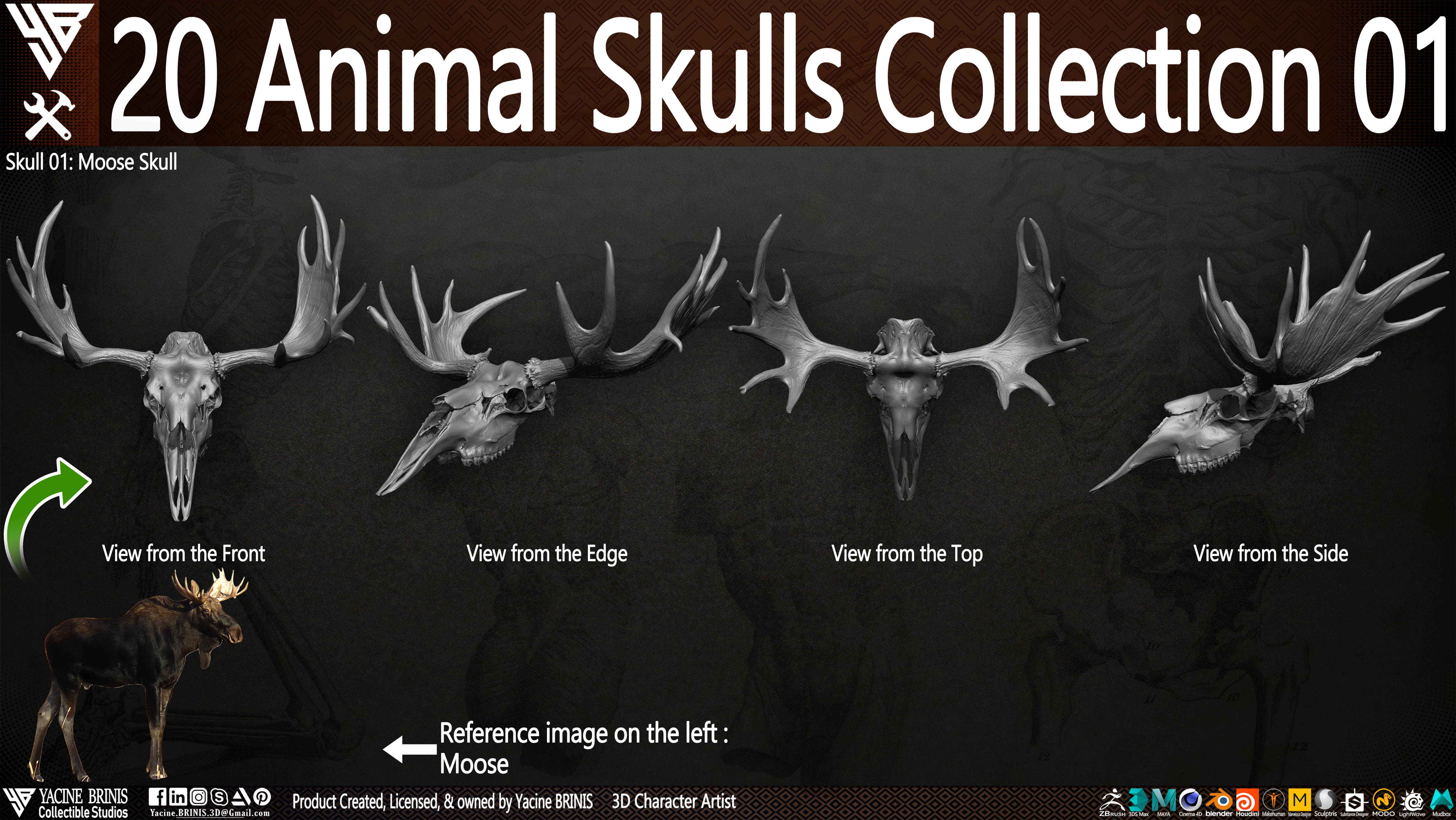 3D model 20 Animal Skulls Collection 01 VR / AR / low-poly | CGTrader
