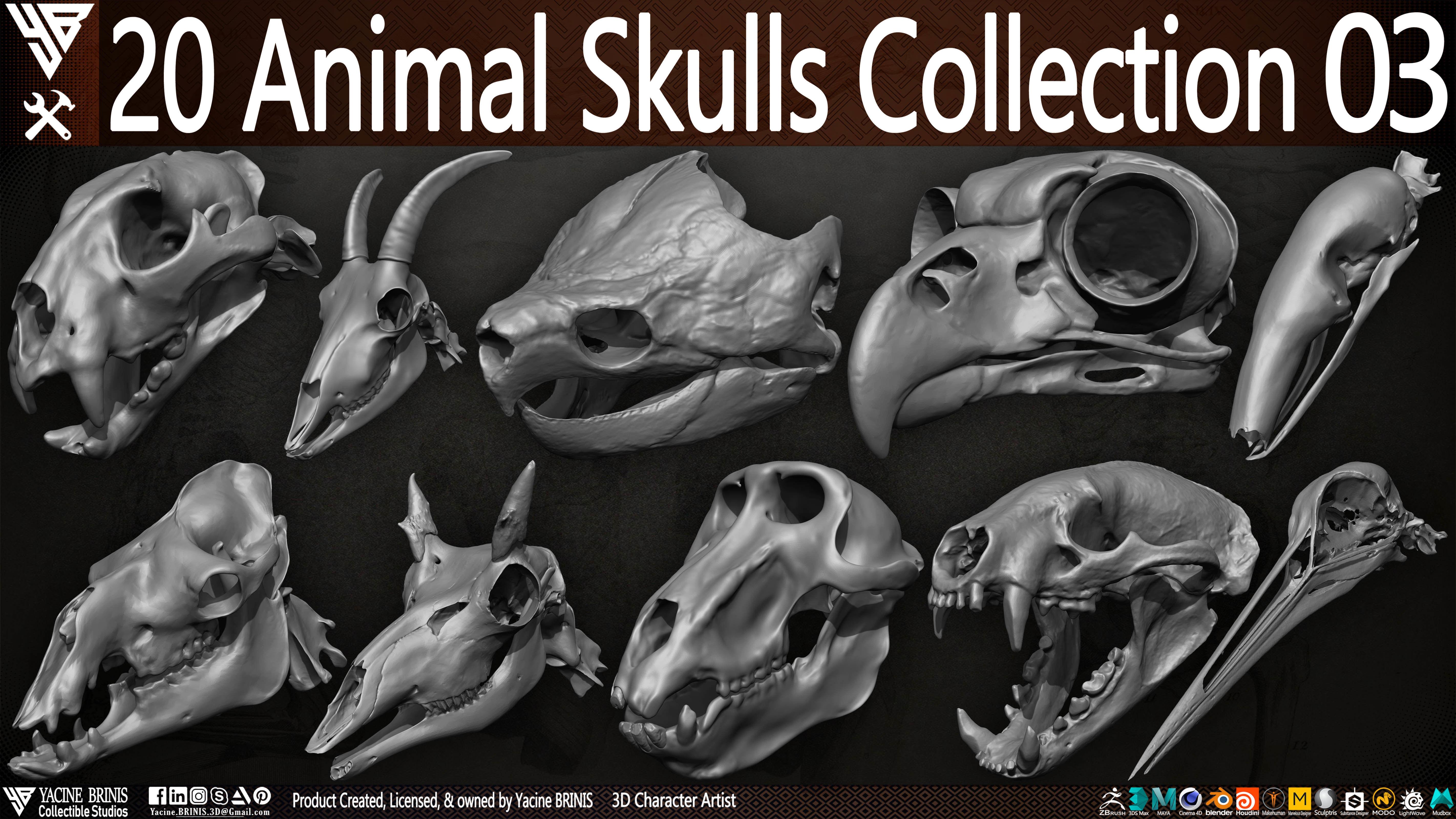 3D model 20 Animal Skulls Collection 03 VR / AR / low-poly | CGTrader