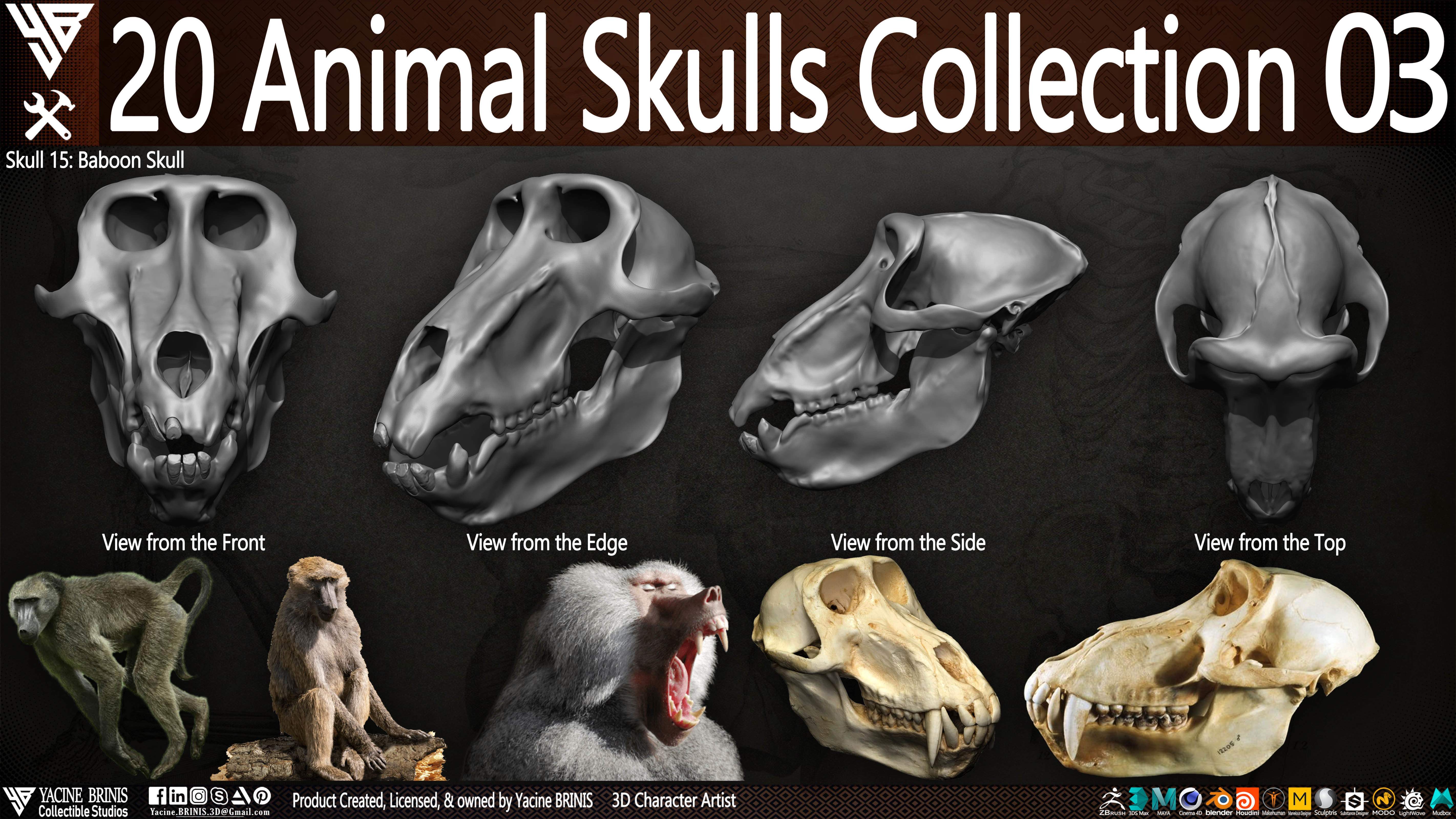 3D model 20 Animal Skulls Collection 03 VR / AR / low-poly | CGTrader