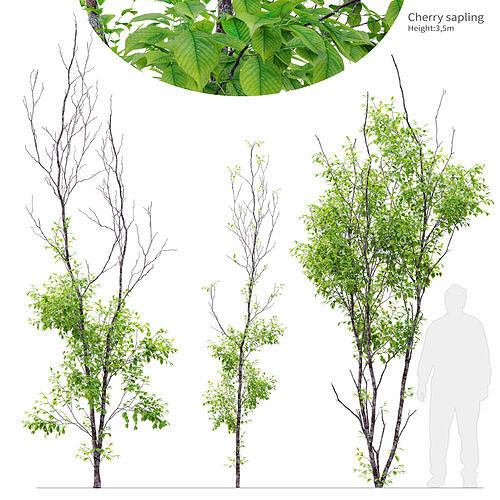 Cherry sapling 3D model | CGTrader