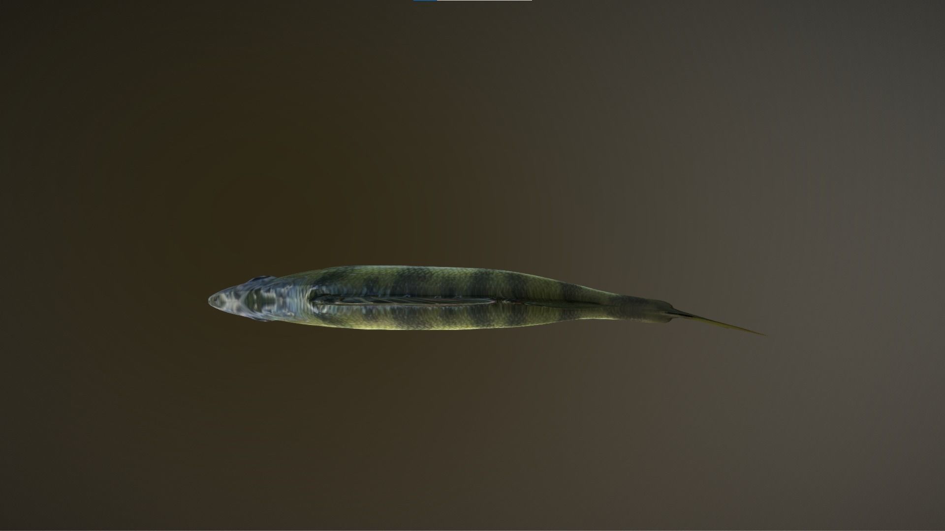 Bass - Fish free VR / AR / low-poly 3D model animated rigged | CGTrader