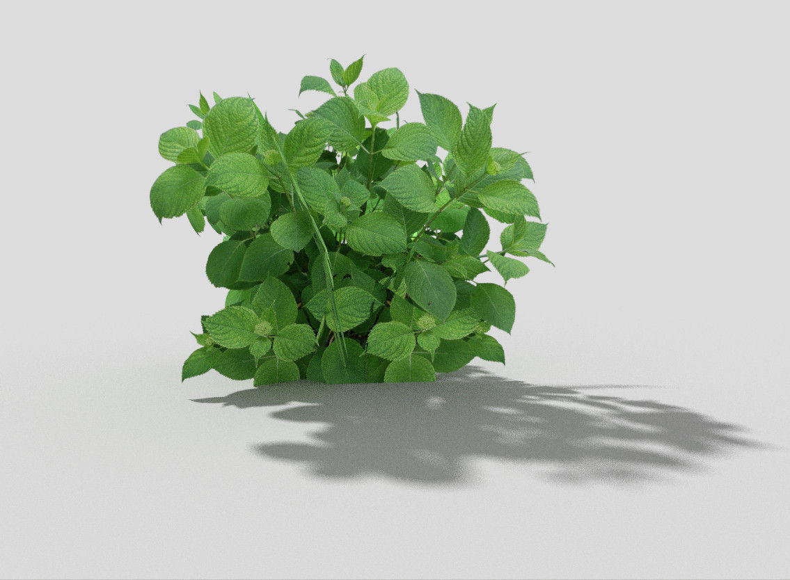 3D model Low poly Plant VR / AR / low-poly | CGTrader