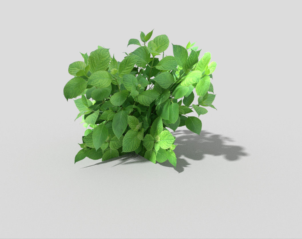 3D model Low poly Plant VR / AR / low-poly | CGTrader